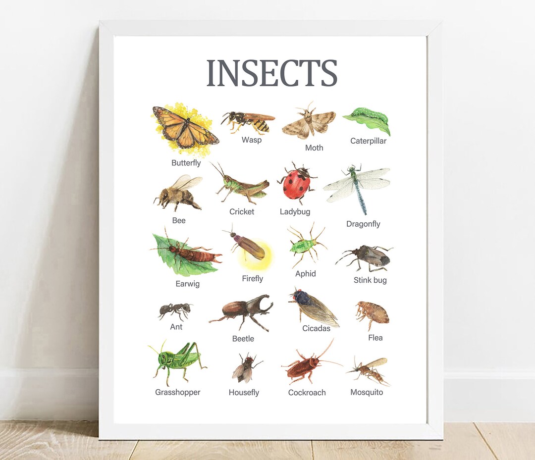Insects & Bugs Educational Print: Watercolor Preschool Poster (digital ...