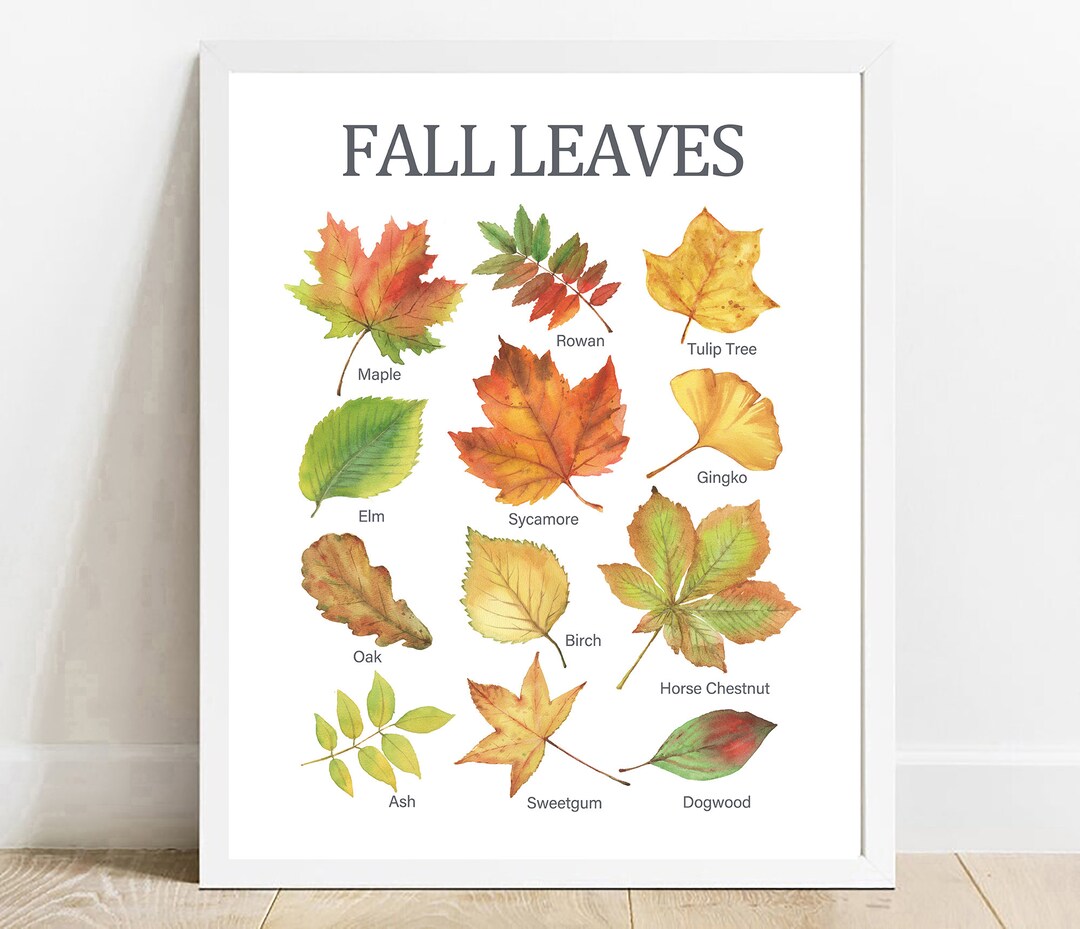 Fall Leaves Prints, Educational Printable Wall Art, Learning Home ...
