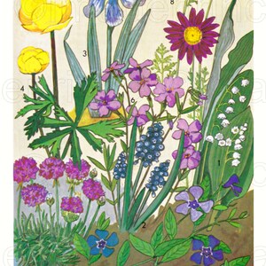 Vintage Botanical Prints, Spring Flower Illustrations With Daffodils ...