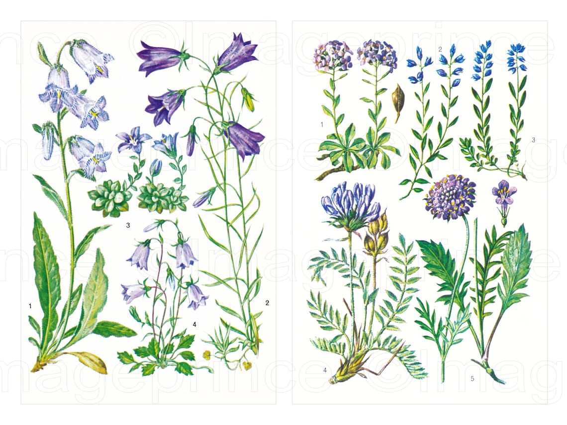 Blue Flower Illustrations Printable Botanical Pages Digital - Etsy