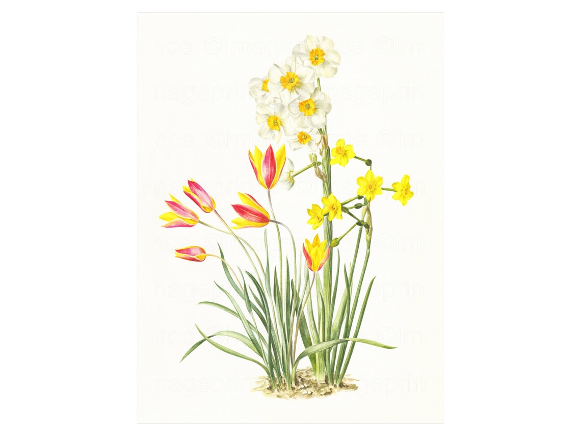 Narcissus Flowers Set of 3 Wall Art Spring Decor Daffodils | Etsy