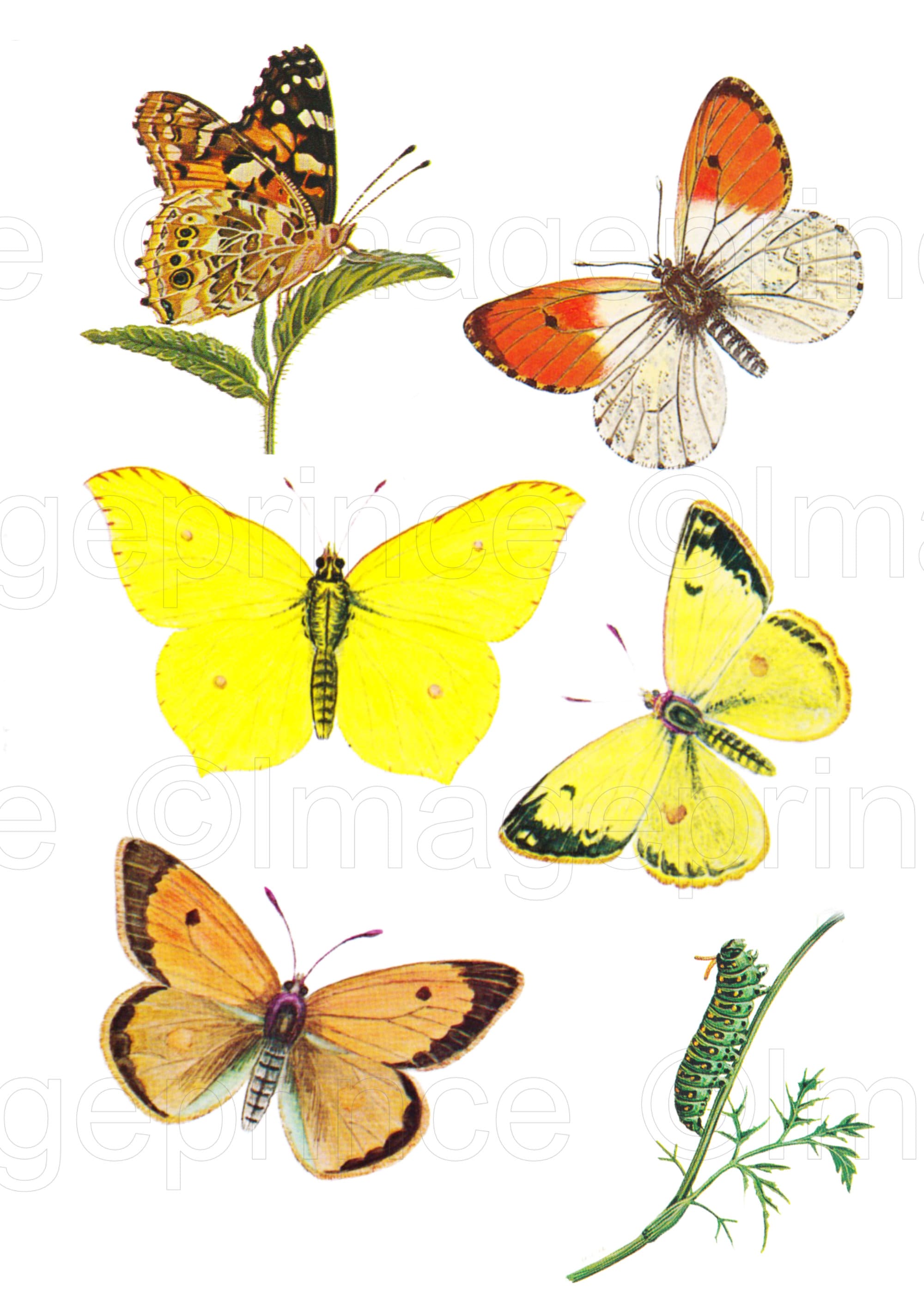 Moth and Butterfly Clipart, Instant Download for Digital Scrapbooking ...