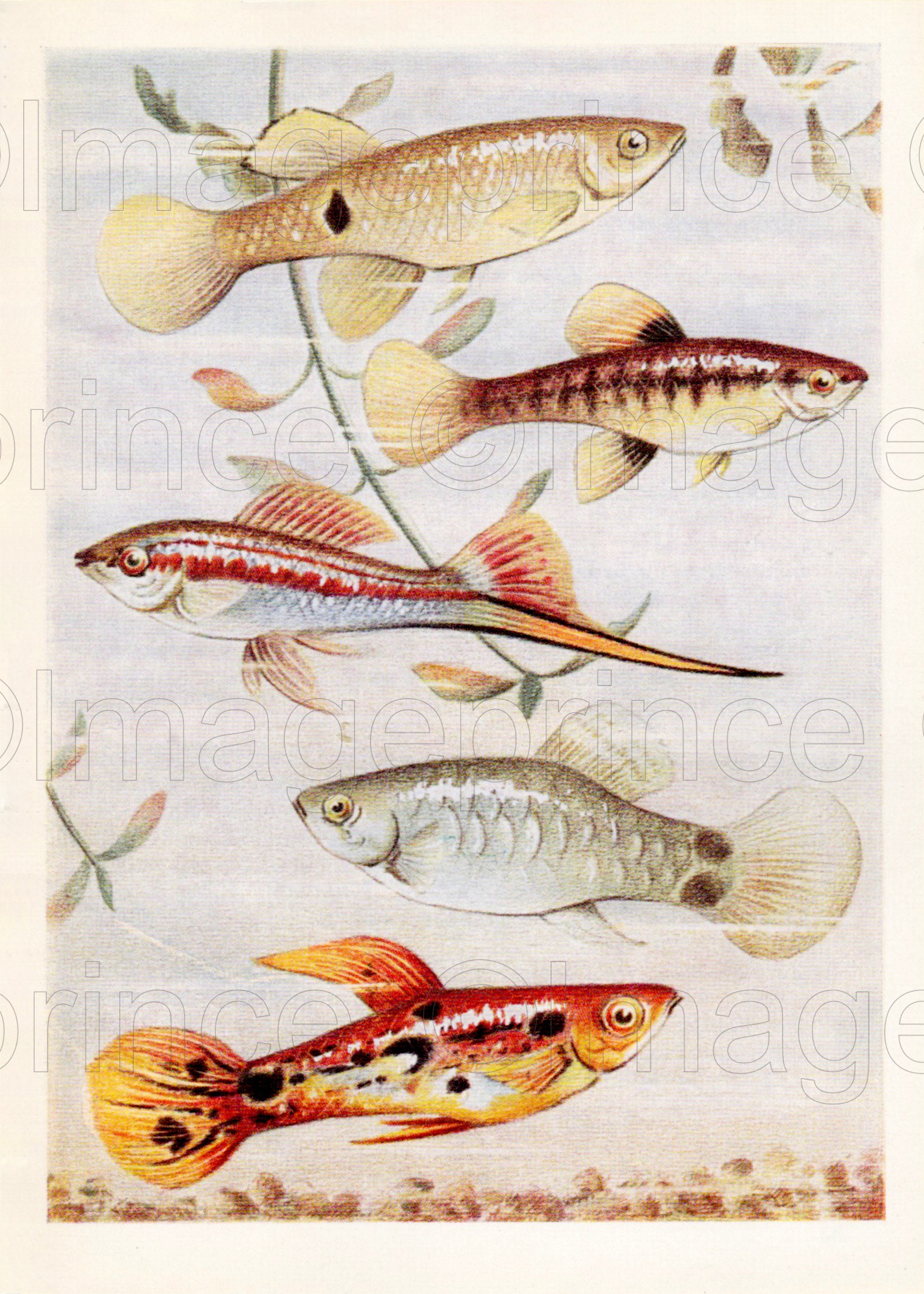 Vintage Fish Illustrations, Printable Botanical Pages, Digital Download ...