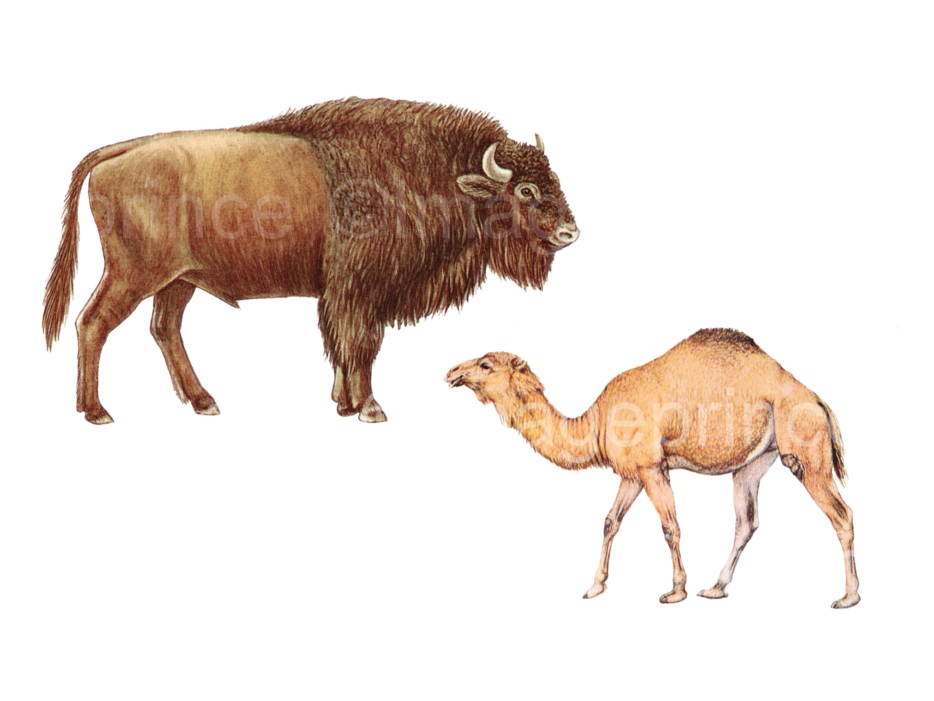 Wild Animals Clipart With Elephant, Tiger, Chimp, Buffalo, Giraffes and ...