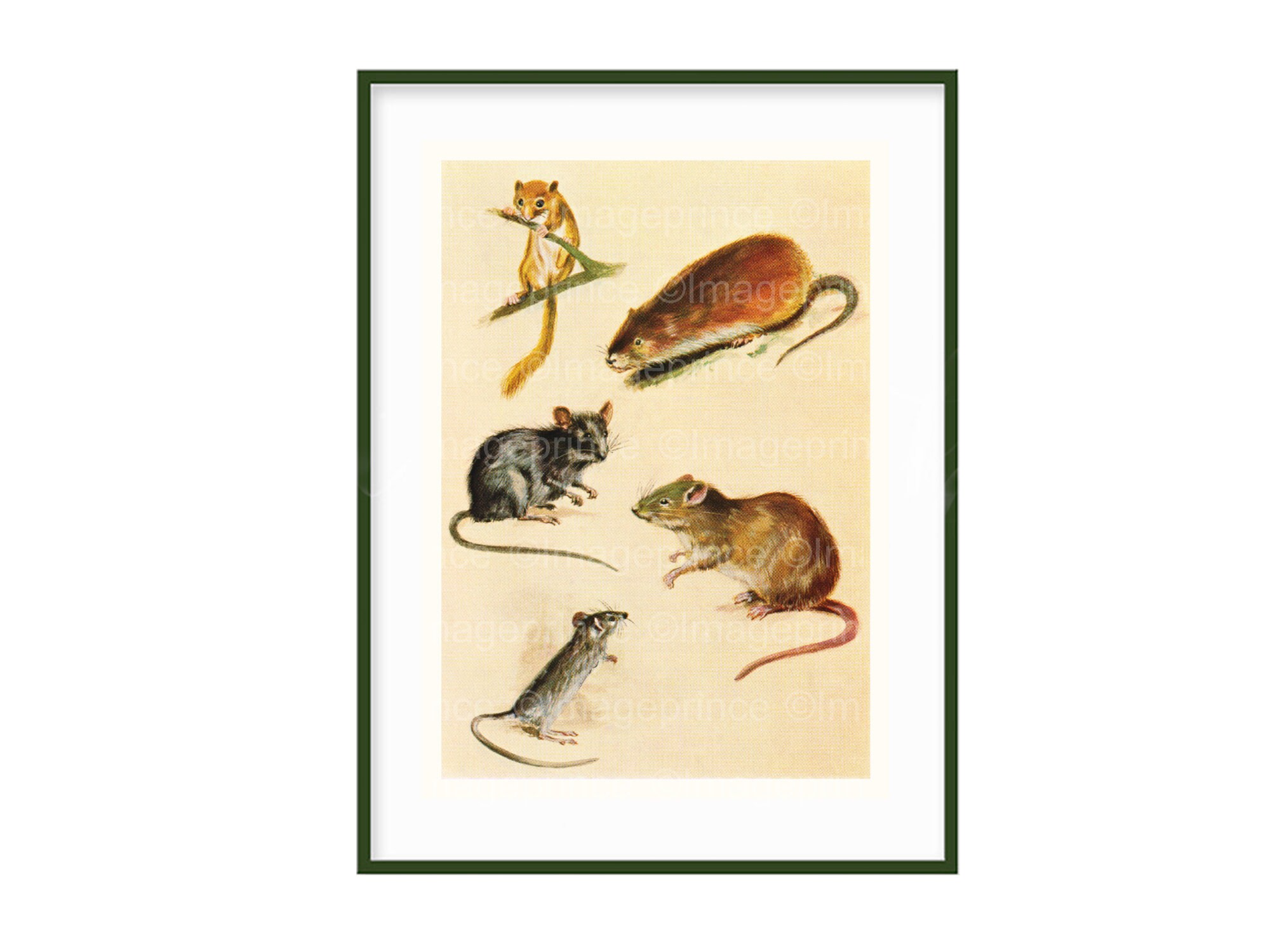 Vintage Rat Printable, Brown Rat, Black Rat, Wood Rat - Digital ...