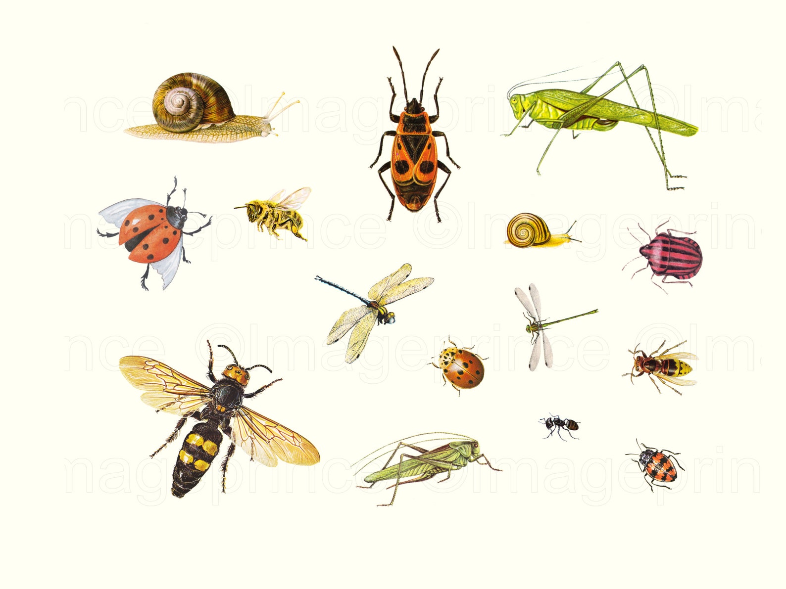 Summer Garden Clipart With Flowers Birds and Insects 42 PNG - Etsy Canada