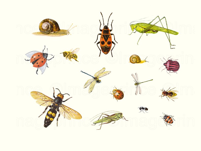 Summer Garden Clipart With Flowers, Birds and Insects, 42 PNG Files ...