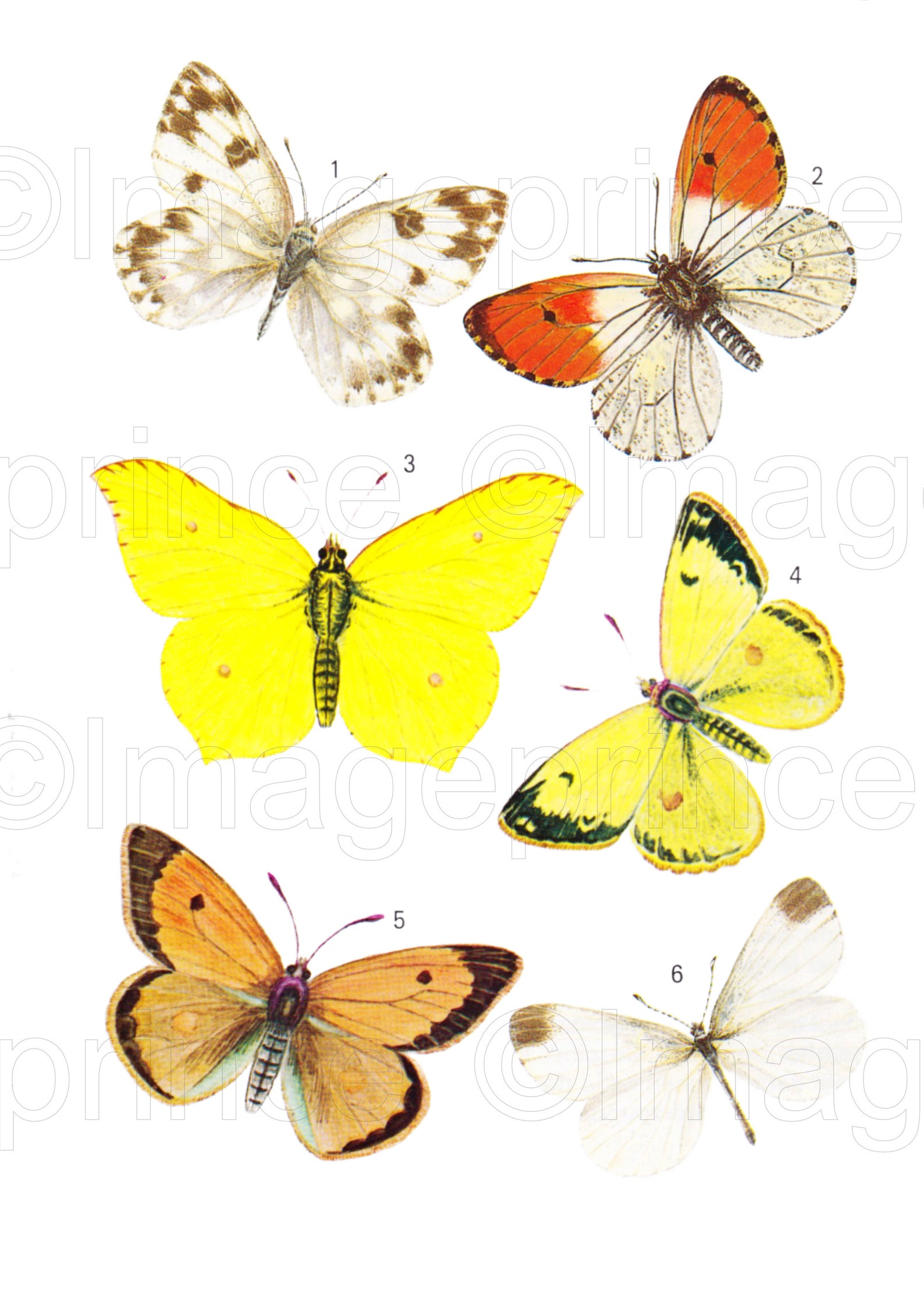 Butterfly and Moth Collage Sheets, Instant Download for Scrapbooking ...