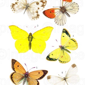 Butterfly and Moth Collage Sheets, Instant Download for Scrapbooking ...