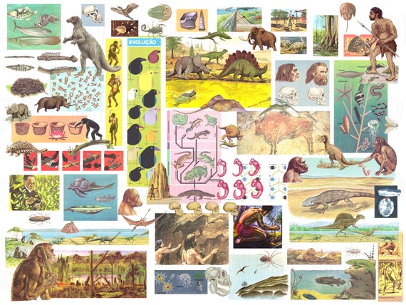 Evolution Digital Collage Sheet Vintage Illustrations of | Etsy
