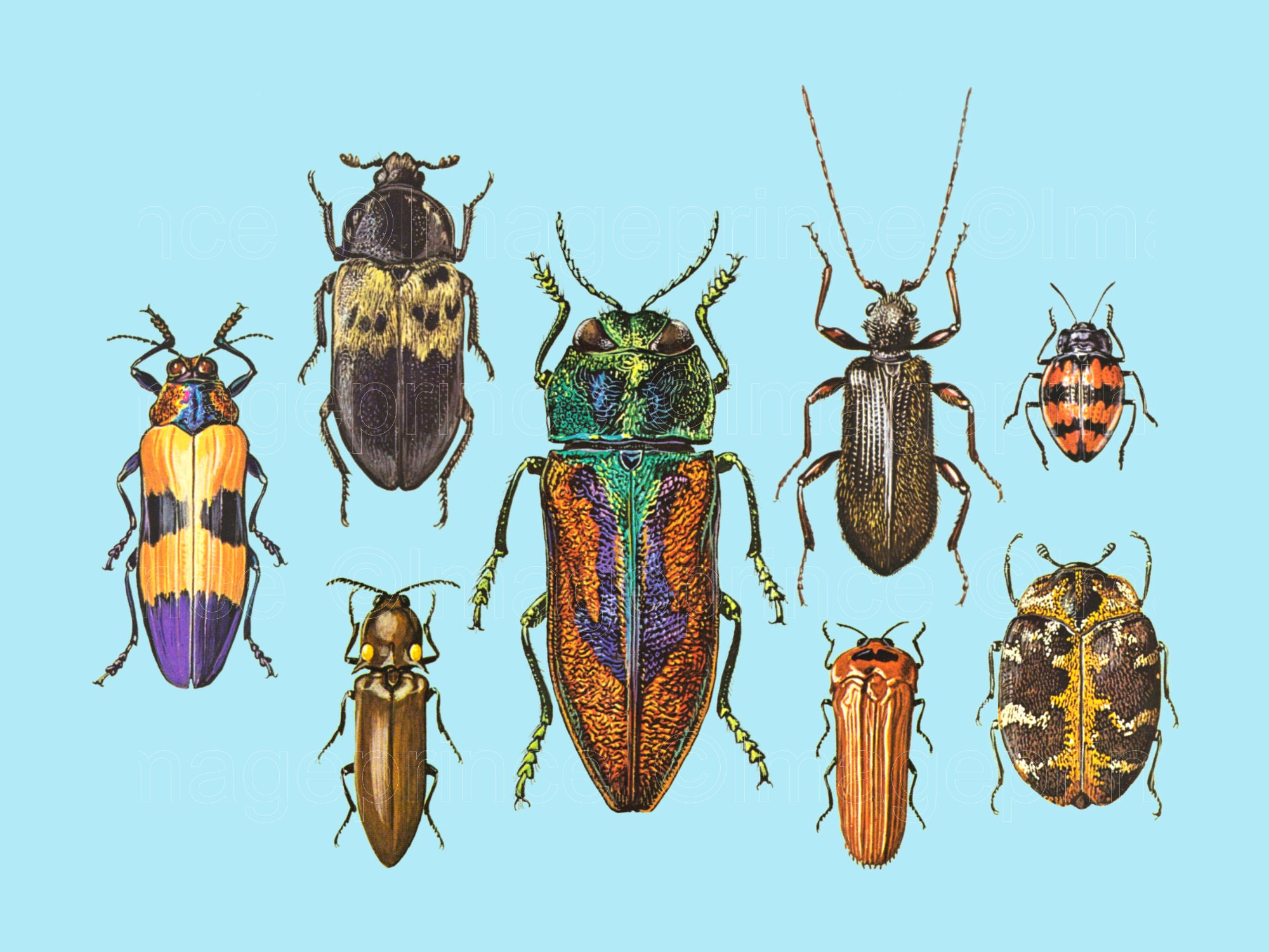 Imágenes prediseñadas de insectos vintage, 42 archivos individuales más ...