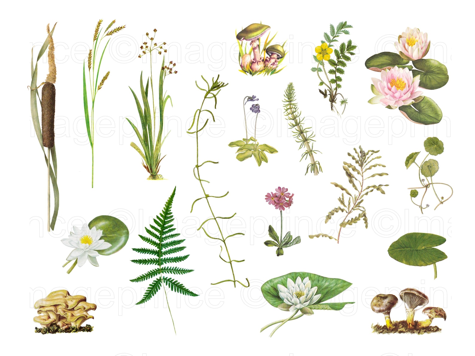 Pond Life Clip Art With Frogs, Water Plants, Insects, Beavers, Heron ...