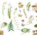 Pond Life Clip Art With Frogs, Water Plants, Insects, Beavers, Heron ...