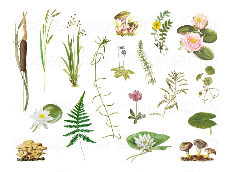 Pond Life Clip Art With Frogs, Water Plants, Insects, Beavers, Heron ...