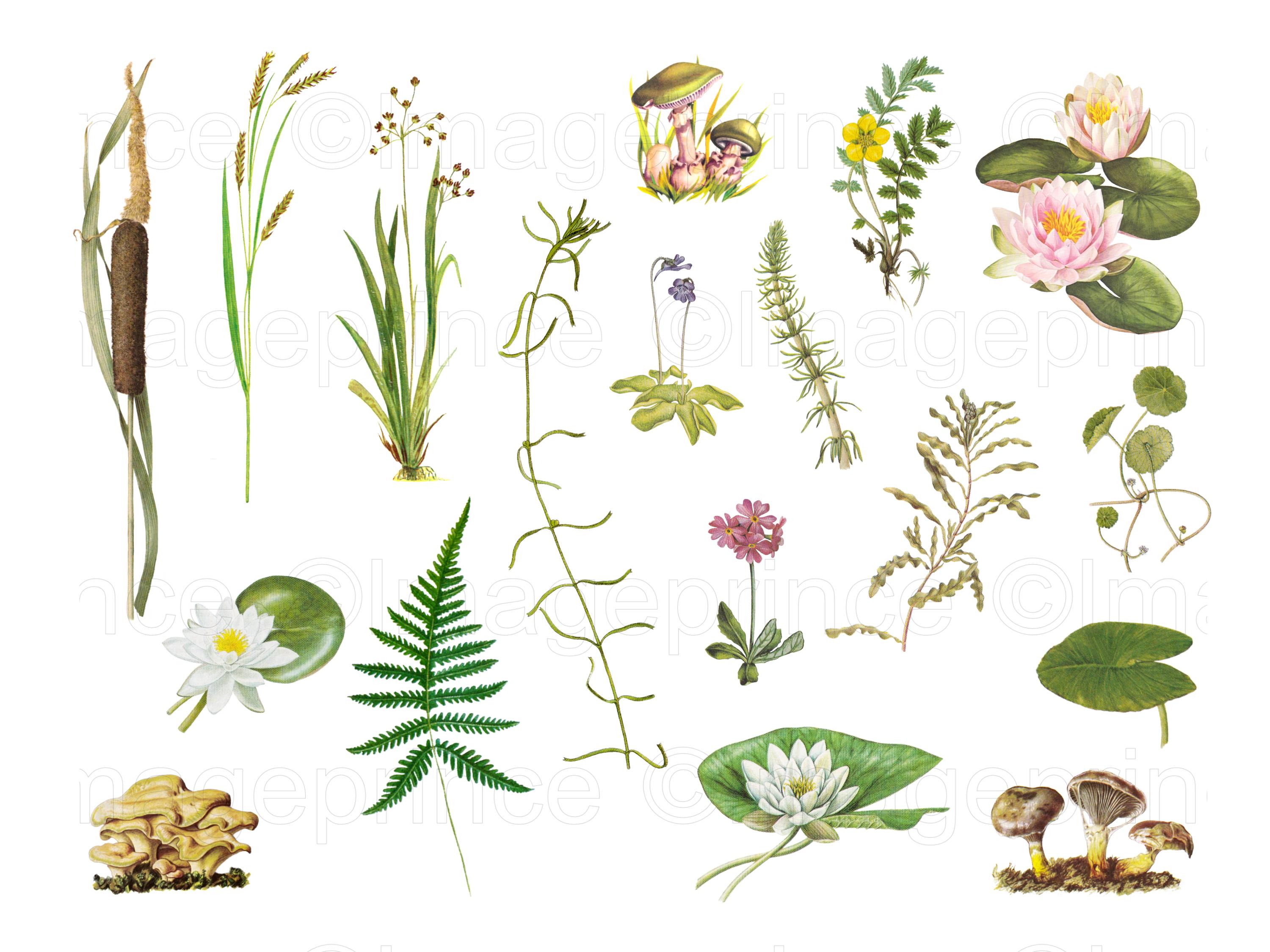 Pond Life Clip Art With Frogs, Water Plants, Insects, Beavers, Heron ...