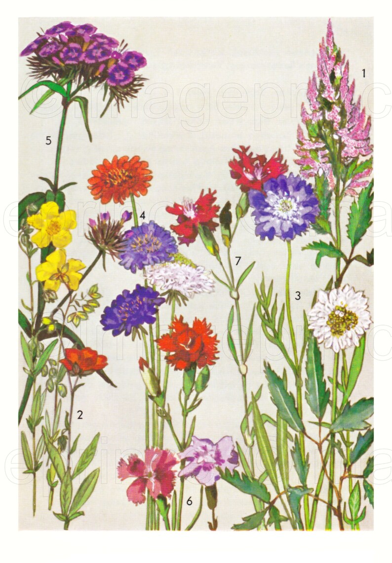 Vintage Botanical Prints, Spring Flower Illustrations With Daffodils ...