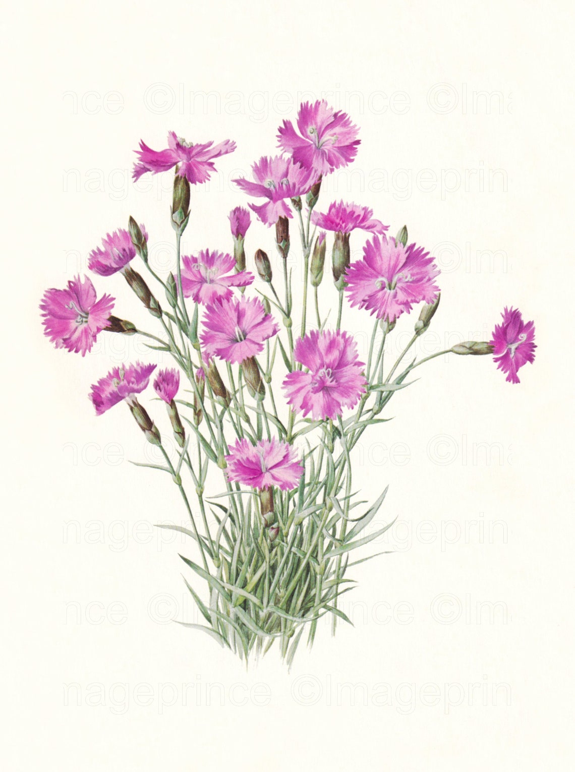 Pink Flower Illustrations, Printable Botanical Pages, Digital Download ...