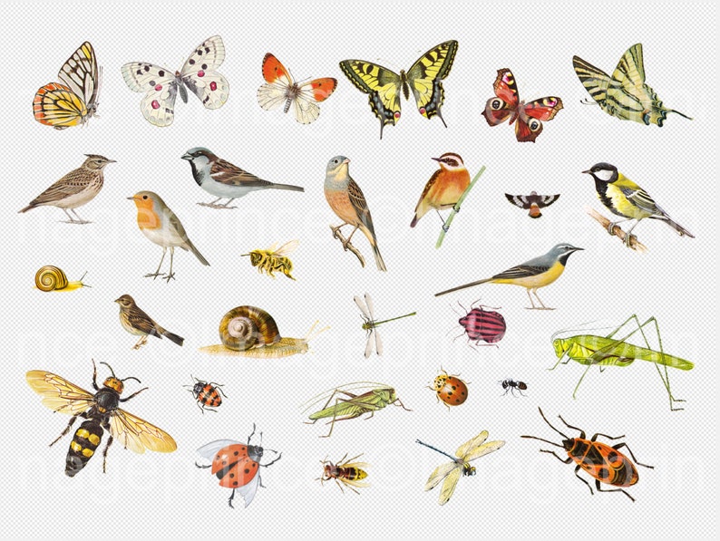 Summer Garden Clipart With Flowers Birds and Insects 42 PNG - Etsy