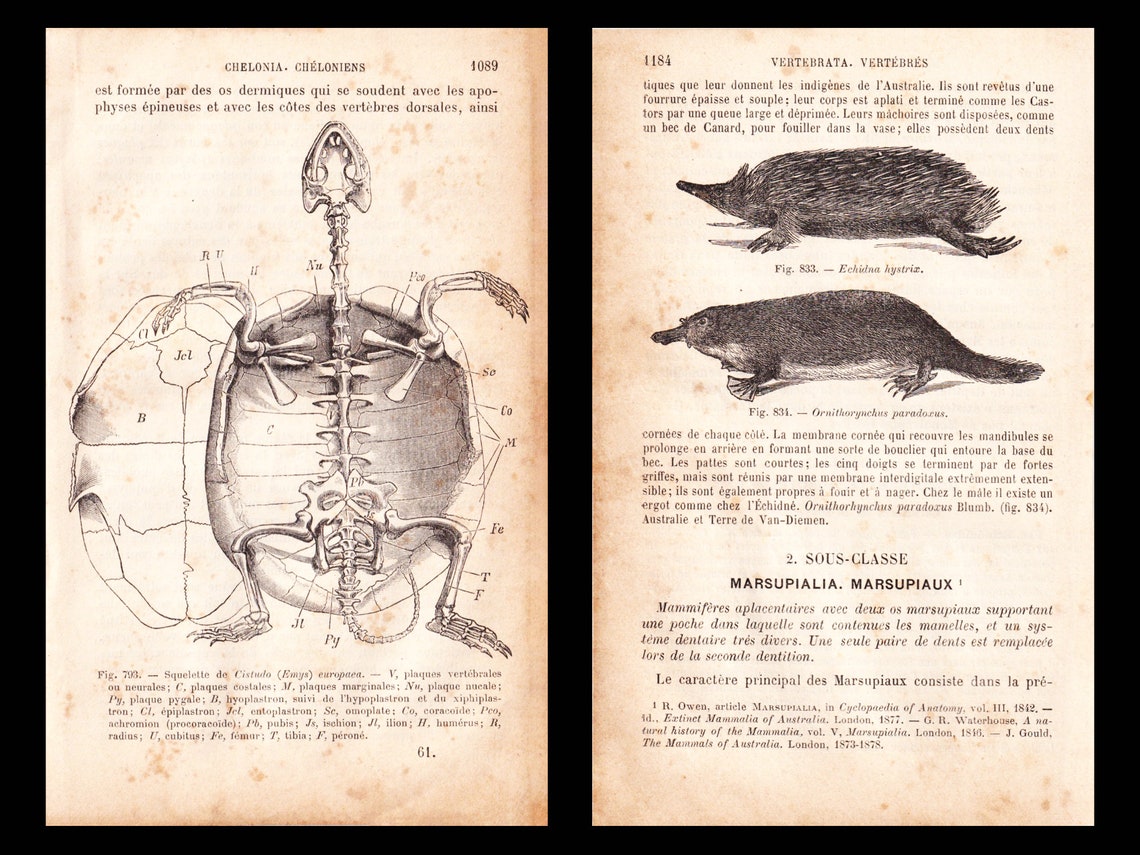 Biology Book Pages, Vintage Anatomy, Digital Jpgs, Antique French ...
