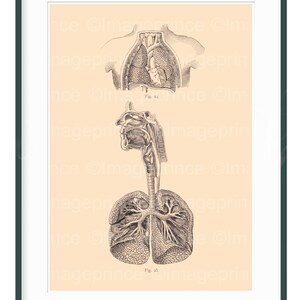 Antique Biology Posters, Human Heart, Lungs and Digestive Tract, Set of ...