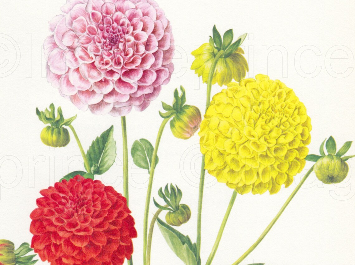 Digital Dahlia Print, Vintage Flower Illustration, Spring Decor, Pompom ...