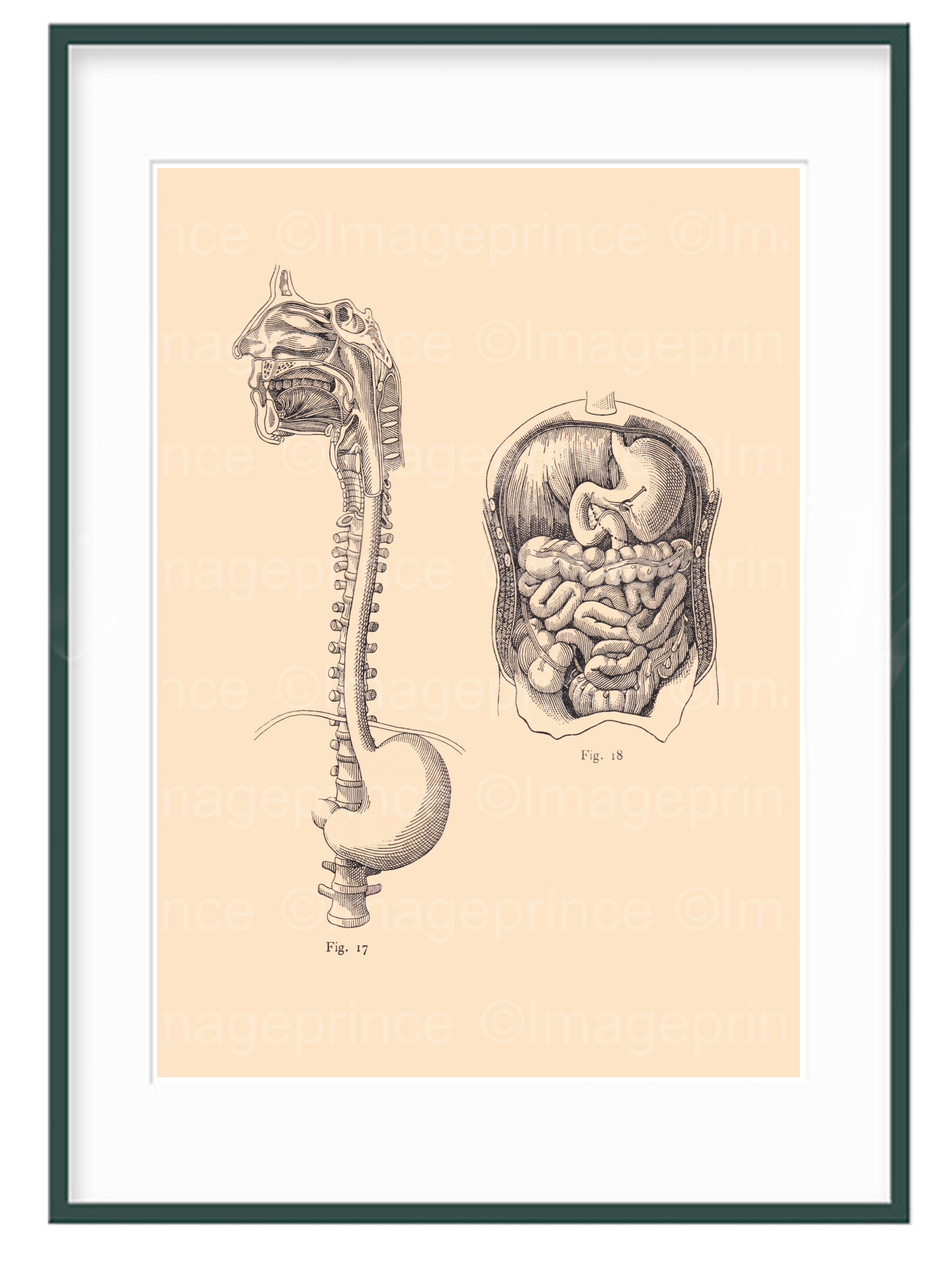 Antique Biology Posters, Human Heart, Lungs and Digestive Tract, Set of ...