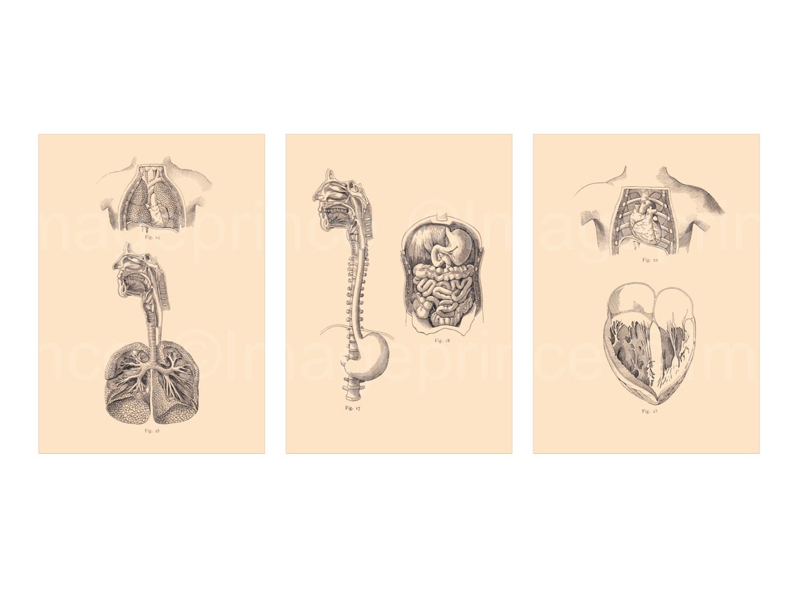 Antique Biology Posters, Human Heart, Lungs and Digestive Tract, Set of ...