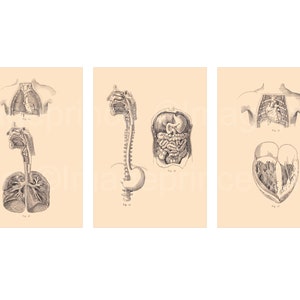 Antique Biology Posters, Human Heart, Lungs and Digestive Tract, Set of ...
