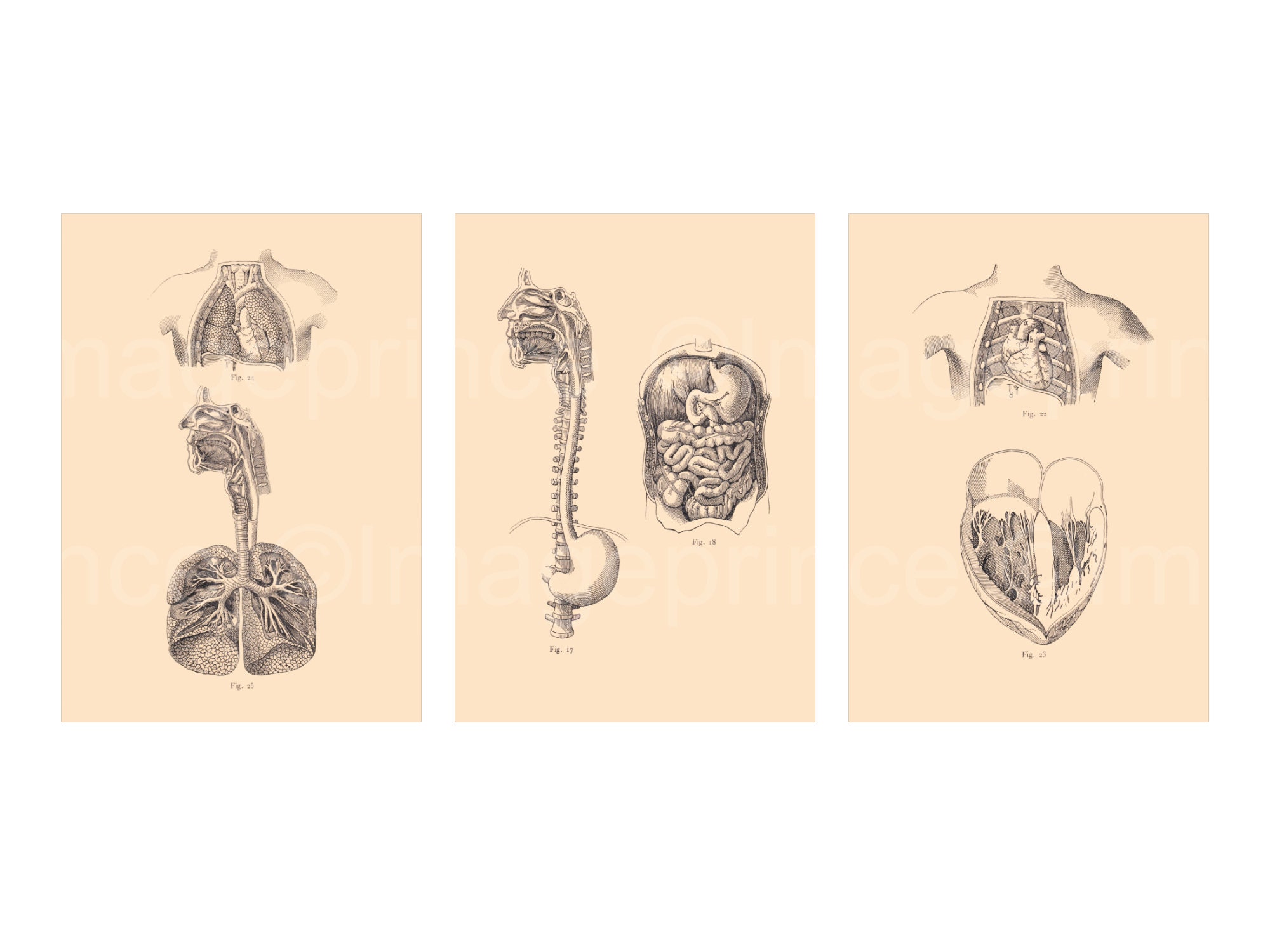 Antique Biology Posters, Human Heart, Lungs and Digestive Tract, Set of ...