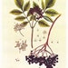Berries Botanical Prints, Set of 4, Digital Download, Medicinal Plants ...