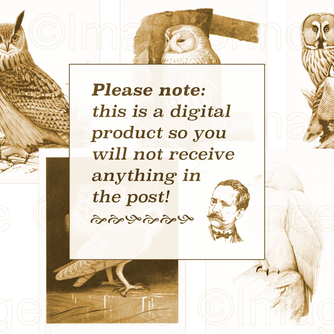 Vintage owl illustrations Printable wall art Digital | Etsy