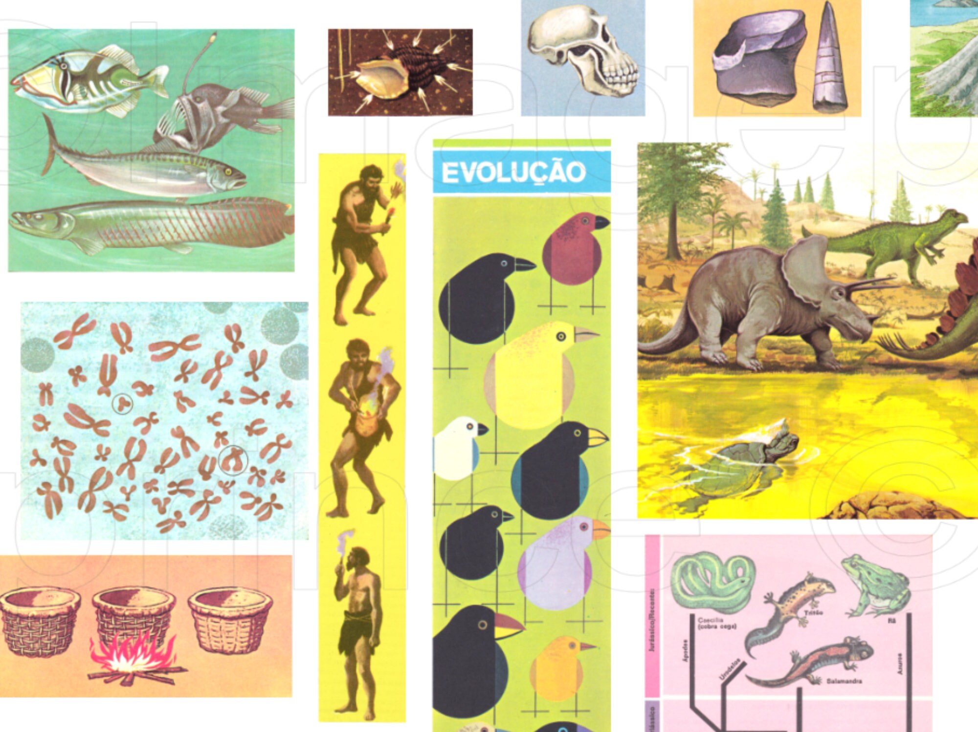 Evolution Digital Collage Sheet - Vintage Illustrations of Dinosaurs ...