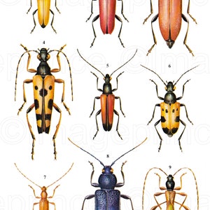 Insect Collage Sheets With Butterflies, Ladybugs, Beetles, Bees ...