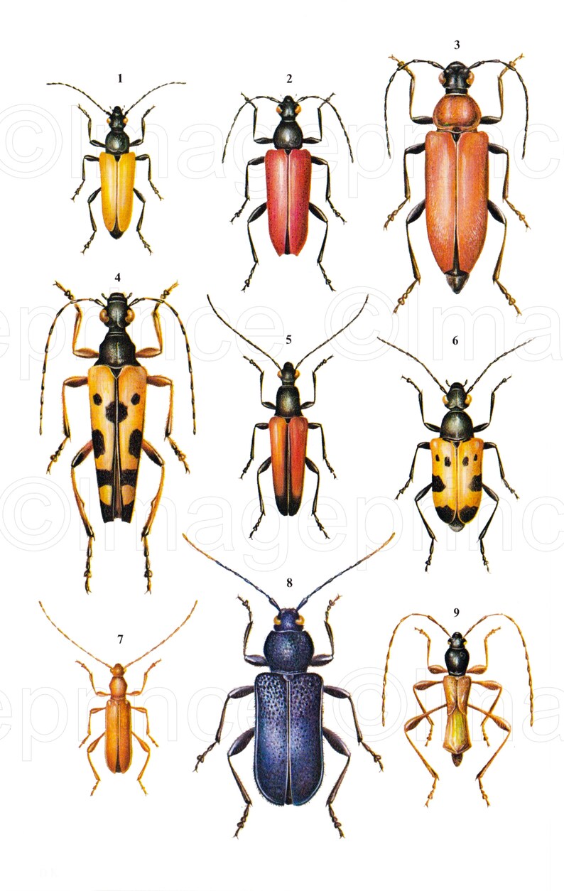 Insect Collage Sheets With Butterflies Ladybugs Beetles - Etsy