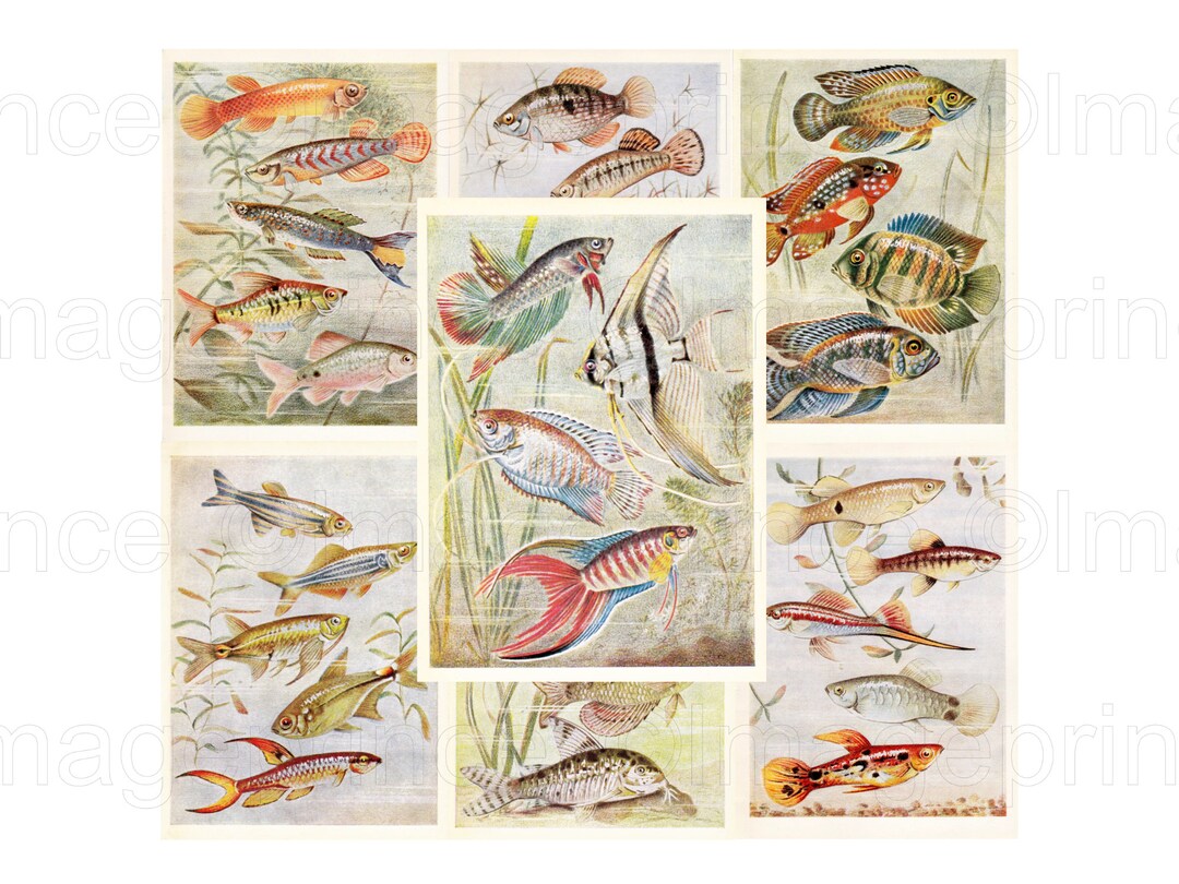 Vintage Fish Illustrations, Printable Botanical Pages, Digital Download ...