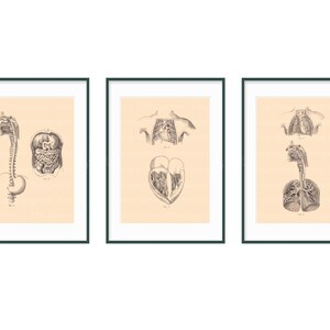 Antique Biology Posters, Human Heart, Lungs and Digestive Tract, Set of ...