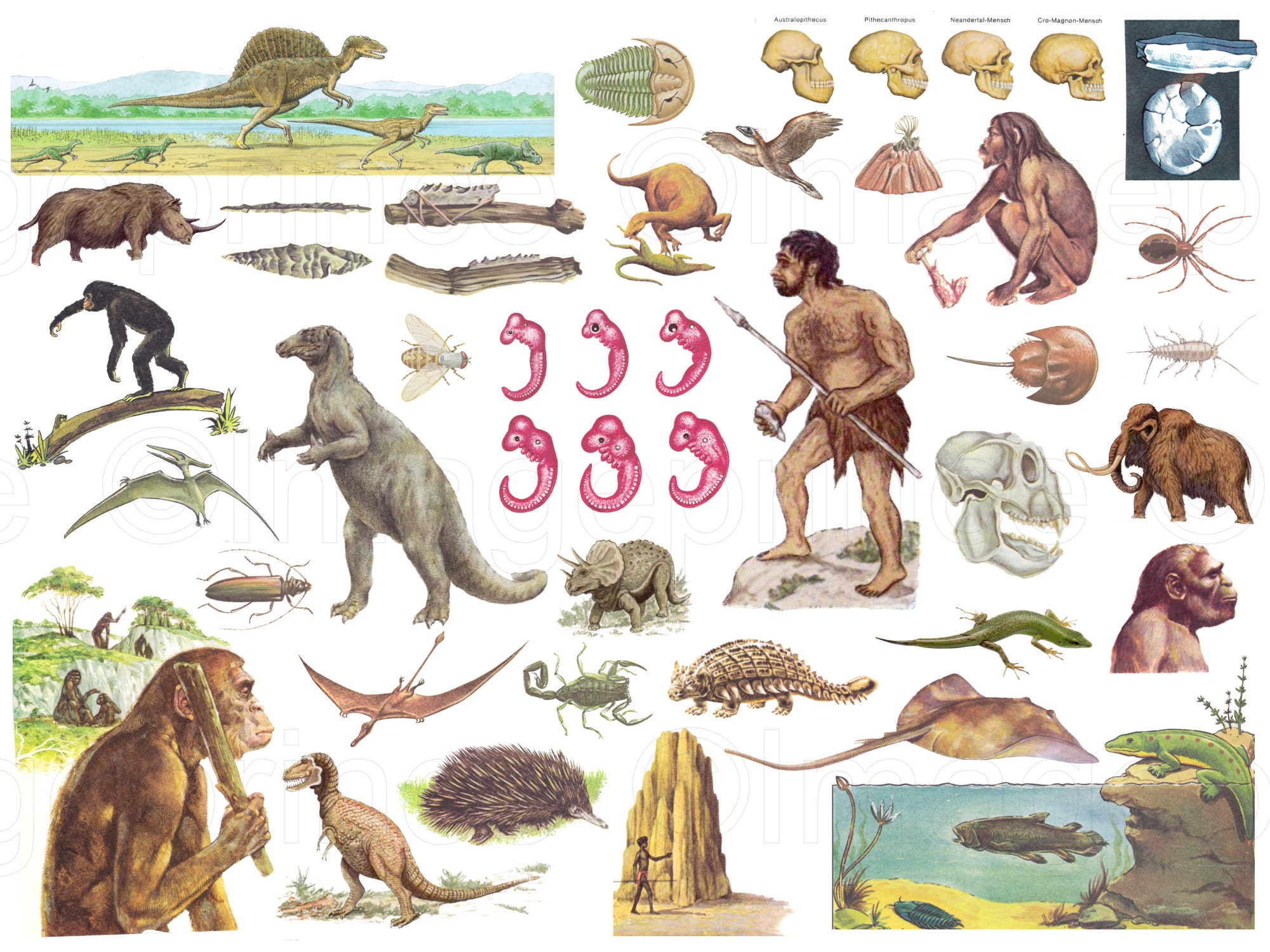 Evolution Collage Kit – Dinosaur & Early Man Illustrations (digital ...