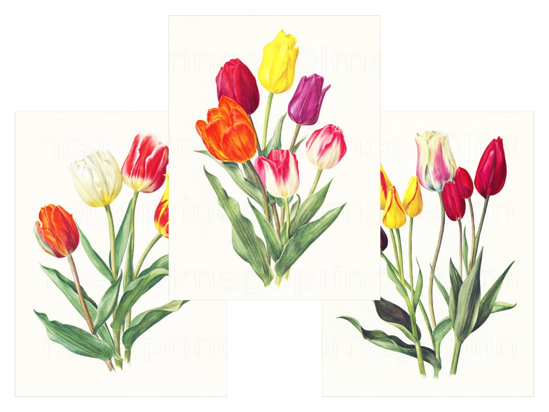 Tulip Prints, Digital Set of 3 Wall Art, Spring Decor, Instant Download ...