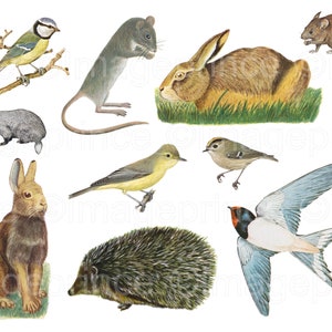 Spring Clipart With Blossom, Flowers, Birds and Animals, 42 PNG Files ...