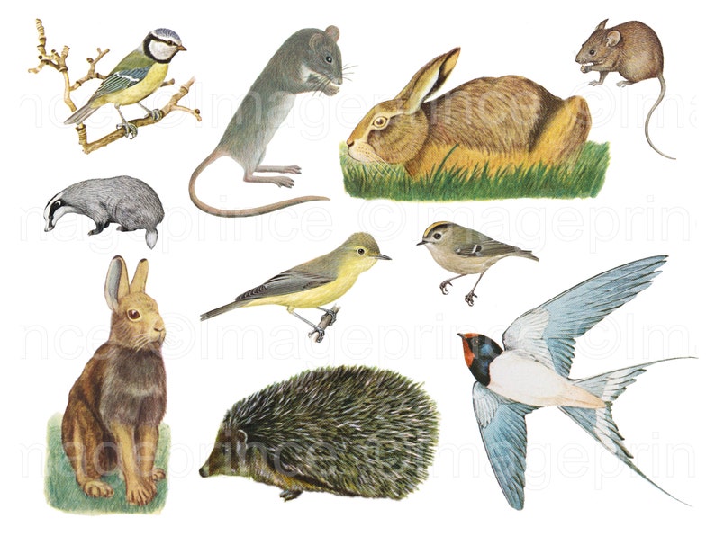 Spring Clipart With Blossom, Flowers, Birds and Animals, 42 PNG Files ...