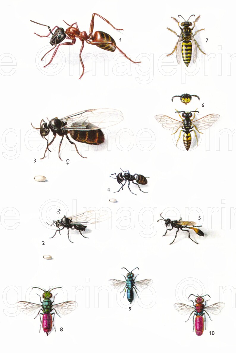 Vintage Bugs, 7 Pages With Dragonfly, Bees, Ladybug, Praying Mantis ...