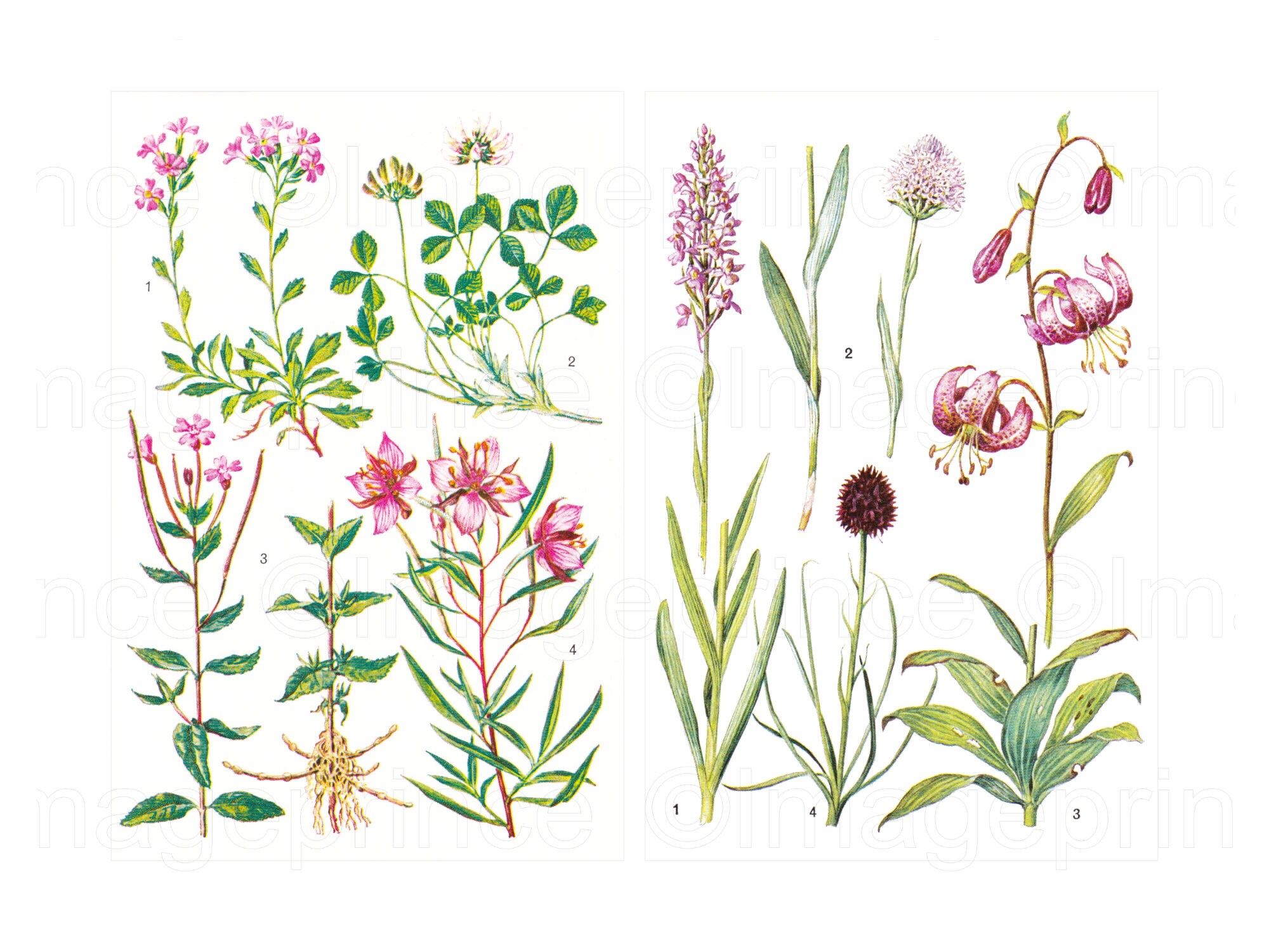 Pink Flower Illustrations, Printable Botanical Pages, Digital Download ...