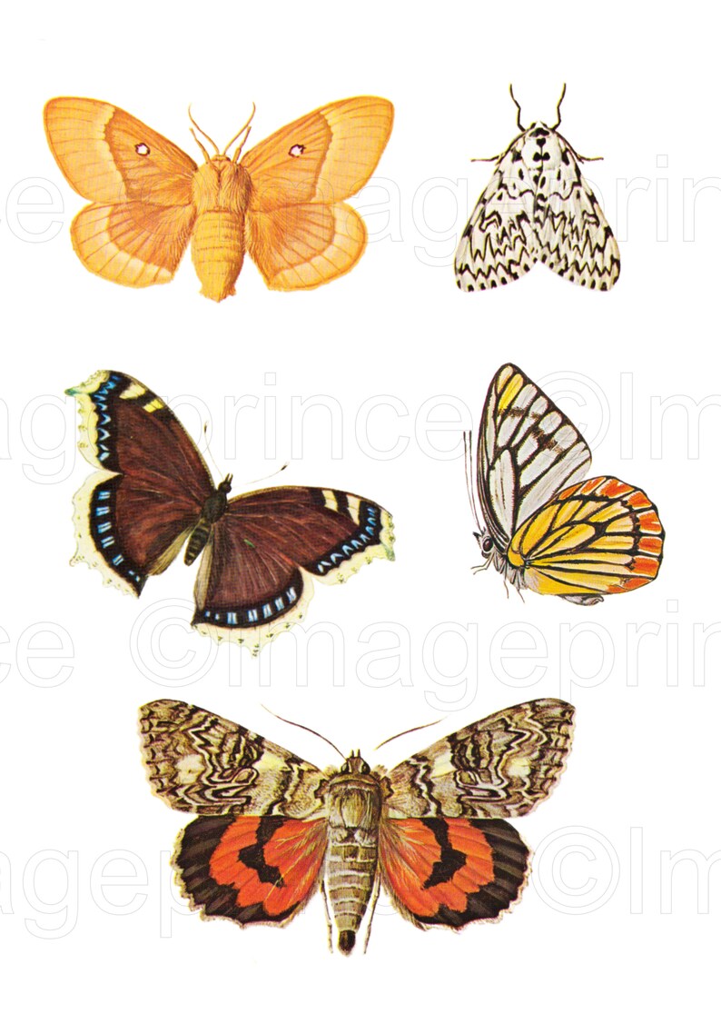 Moth and Butterfly Clipart, Instant Download for Digital Scrapbooking ...