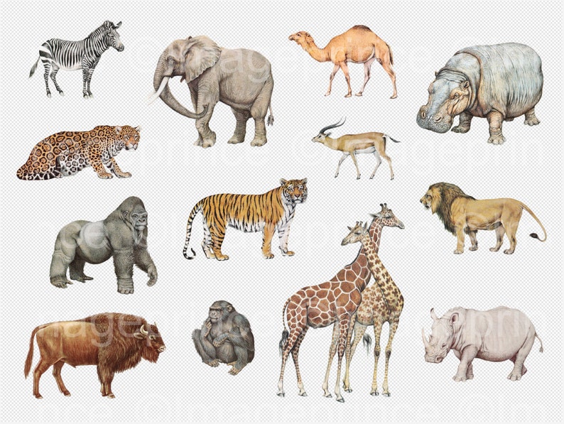 Wild Animals Clipart With Elephant, Tiger, Chimp, Buffalo, Giraffes and ...