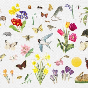 Spring Clipart With Blossom, Flowers, Birds and Animals, 42 PNG Files ...