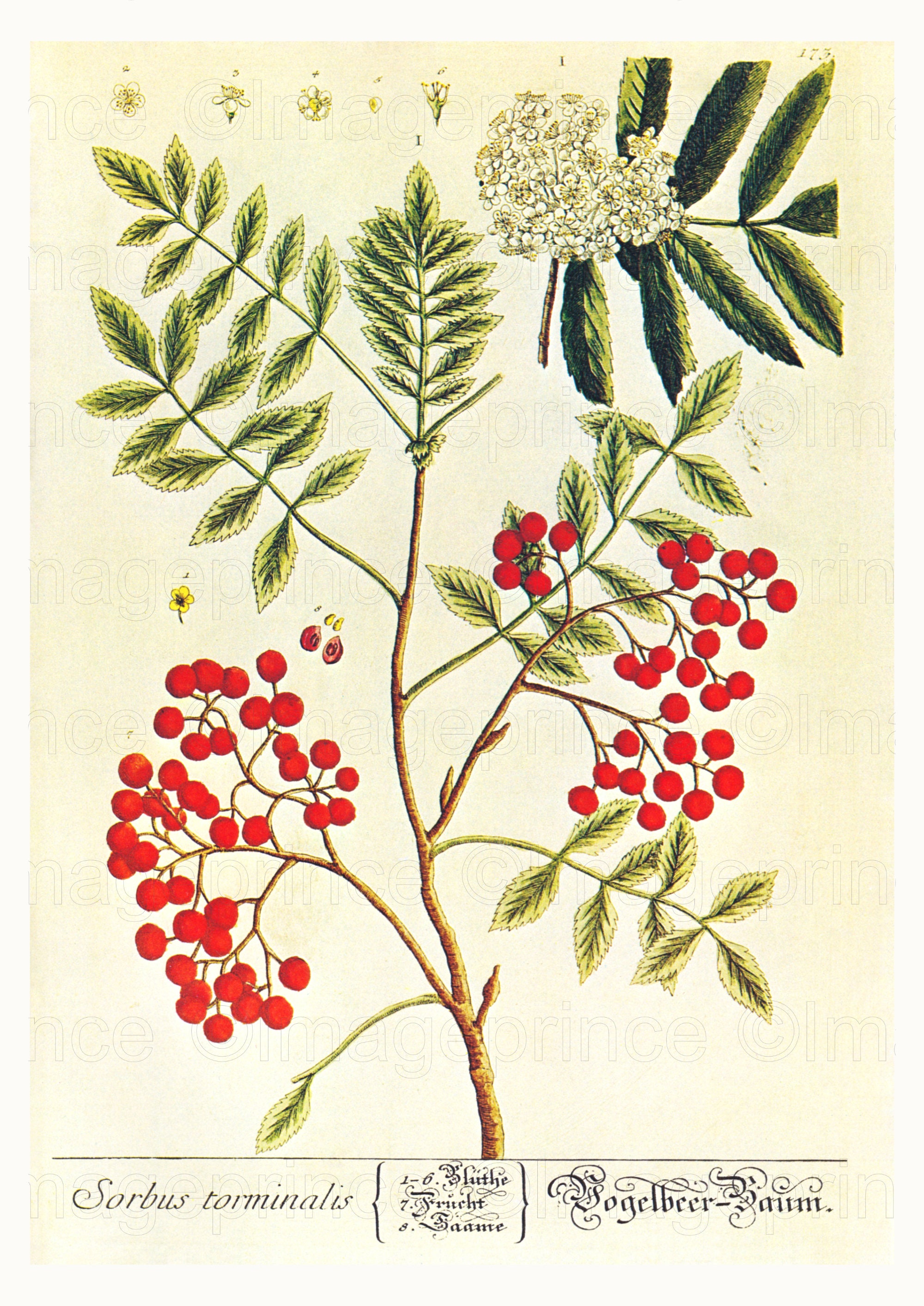Berries Botanical Prints, Set of 4, Digital Download, Medicinal Plants ...