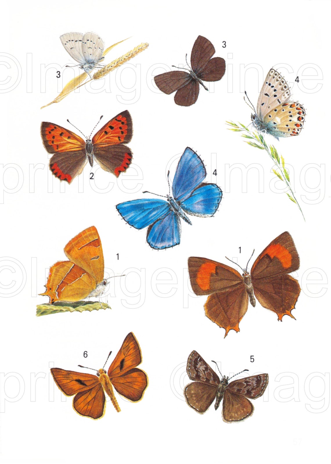 Butterfly and Moth Collage Sheets Instant Download for - Etsy