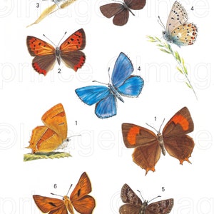 Butterfly and Moth Collage Sheets, Instant Download for Scrapbooking ...