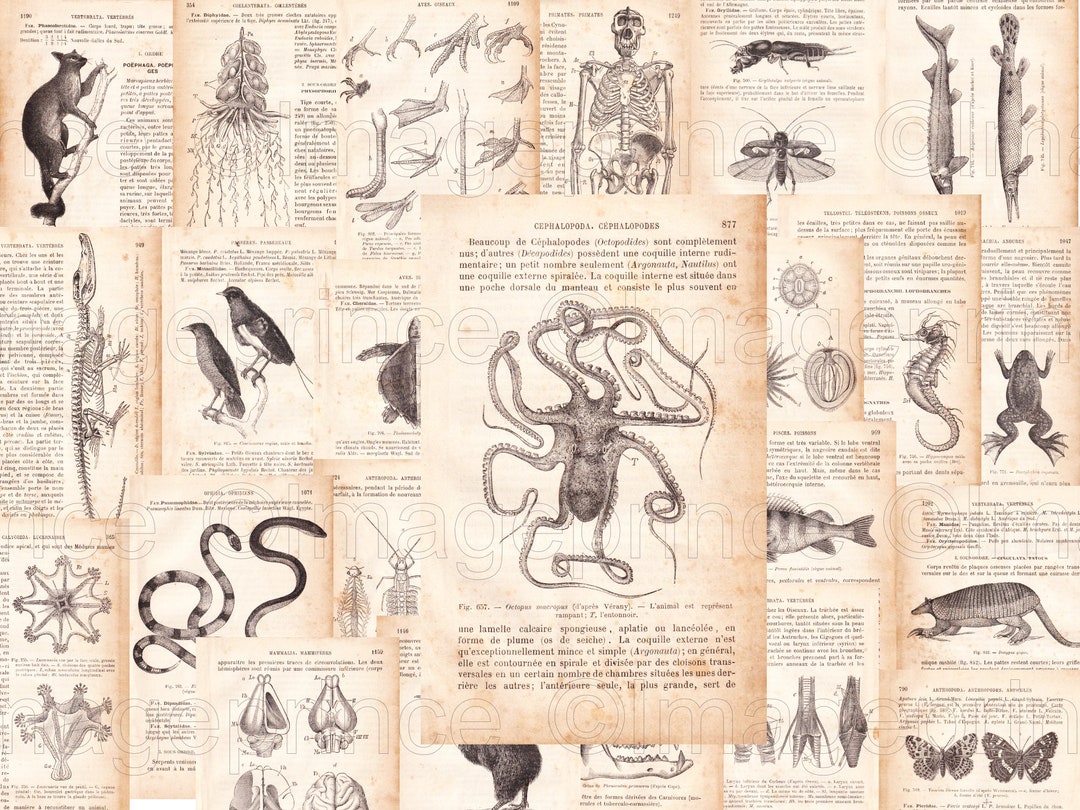 Biology Book Pages, Vintage Anatomy, Digital Jpgs, Antique French ...