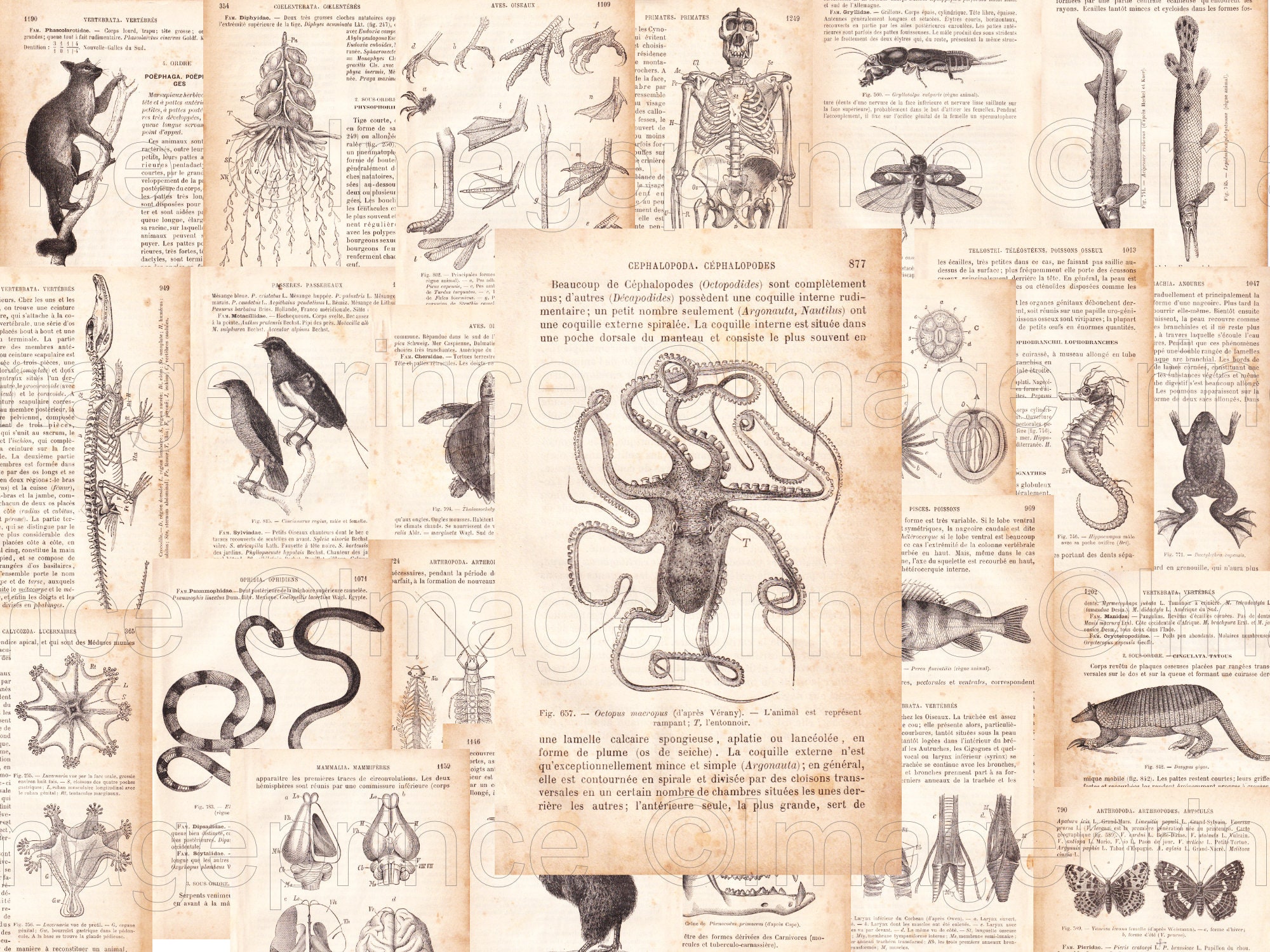 Biology Book Pages, Vintage Anatomy, Digital Jpgs, Antique French ...